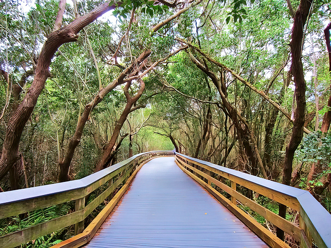 Nature's perfect corridor: The boardwalk at Clam Pass Beach winds through mangroves like a wooden ribbon connecting two worlds.