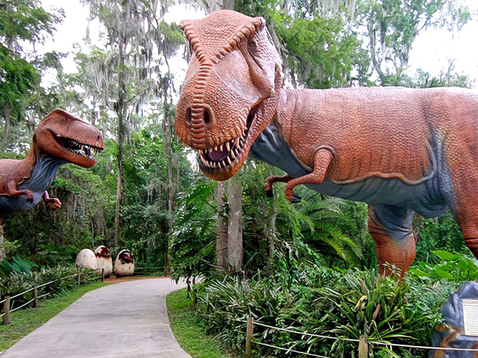 Life-sized dinosaurs lurk among Florida's lush landscape at Dinosaur World, where prehistoric predators and cypress trees create nature's oddest reunion tour.
