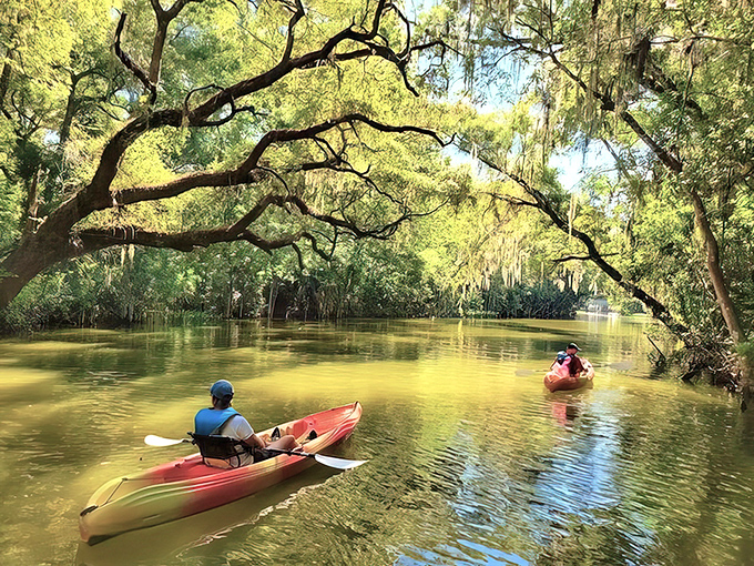 Nature's cathedral awaits as kayakers glide through the Dora Canal's cypress-lined waterway, where sunlight dapples the amber waters like liquid gold.