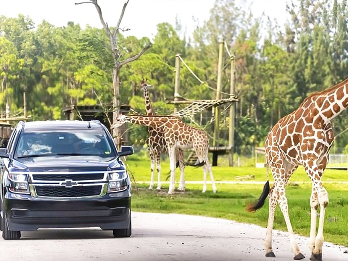 At Wild Florida, giraffes don't just say hello&mdash;they practically invite themselves into your car for breakfast. Natural Florida at its finest!