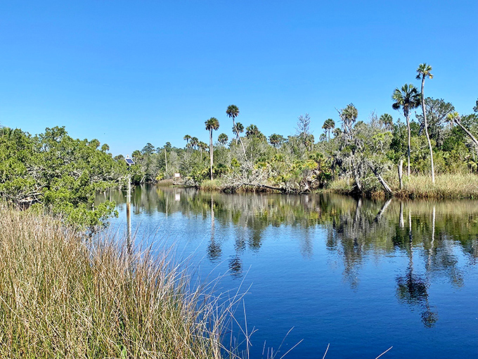 Mirror-like waters of Econfina River reflect towering palms and blue skies &ndash; Florida showing off its natural glamour shot.