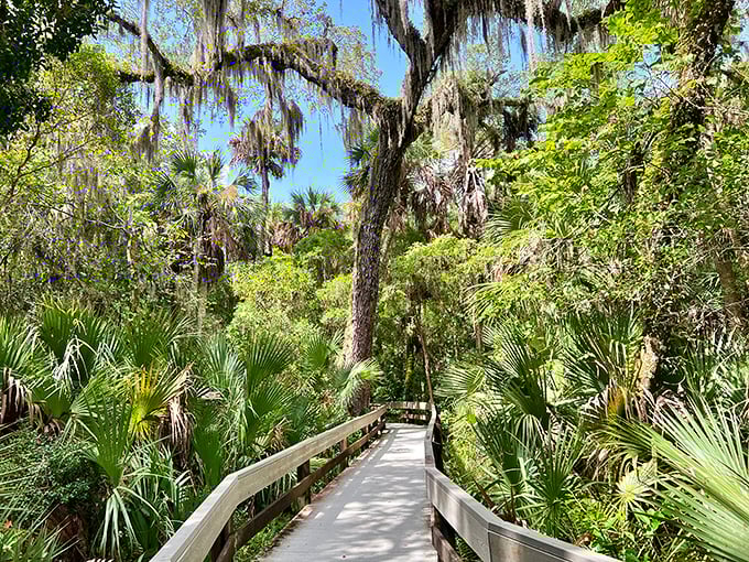 A wooden boardwalk winds through lush palmettos and moss-draped oaks, inviting visitors into Florida's wild heart at Erna Nixon Park.