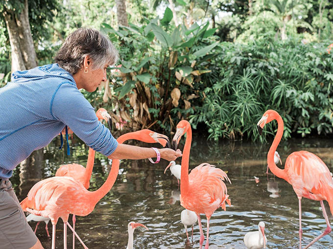 A magical moment of connection as a visitor hand-feeds one of the garden's famous flamingos, their vibrant pink feathers glowing in the sunlight.