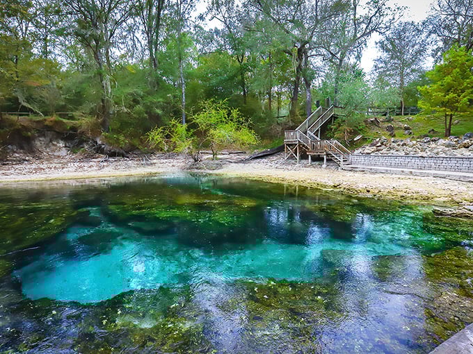 Nature's infinity pool: The crystalline waters of Little River Springs create a surreal swimming experience where blue meets green in perfect harmony.