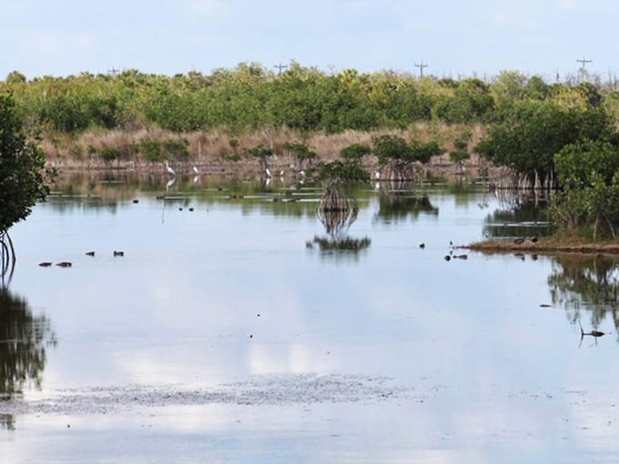 Nature's mirror: The still waters of Ten Thousand Islands reflect mangrove forests like a perfect glass painting, undisturbed by the chaos of modern life.