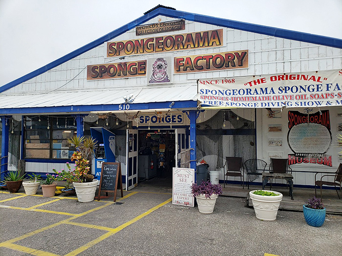 The iconic blue-trimmed facade of Spongeorama beckons curious travelers with its no-nonsense promise of sponge-filled wonders within.