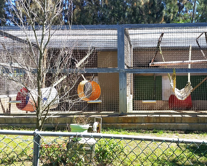 The Suncoast Primate Sanctuary: Mesh enclosures house fascinating residents with colorful enrichment toys, creating a vibrant community for rescued primates in Palm Harbor.