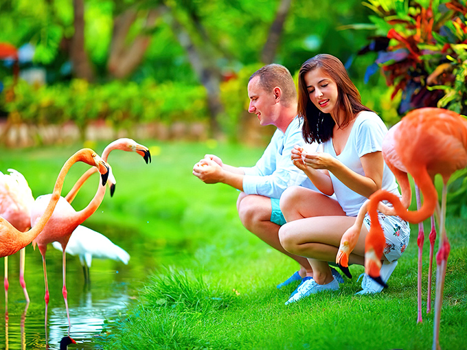 Pink paradise! Flamingos strut their stuff while visitors crouch nearby, creating the perfect Florida photo op that screams "I'm having more fun than you."