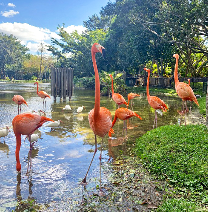 Vibrant pink sentinels wade through crystal waters, creating a living watercolor against Florida's lush backdrop.