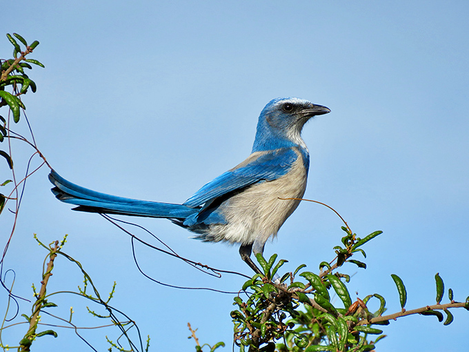 A brilliant flash of blue against Florida's sky, the scrub-jay's vibrant plumage makes it nature's own sapphire.
