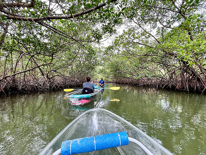 Mangrove branches create a living tunnel for kayakers to explore the hidden waterways of Fort Pierce Inlet State Park.