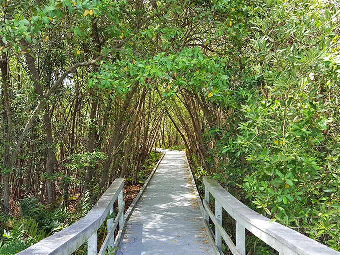 A wooden boardwalk creates a magical tunnel through dense mangrove forest, inviting visitors to discover Florida's wild side at Four Mile Cove.