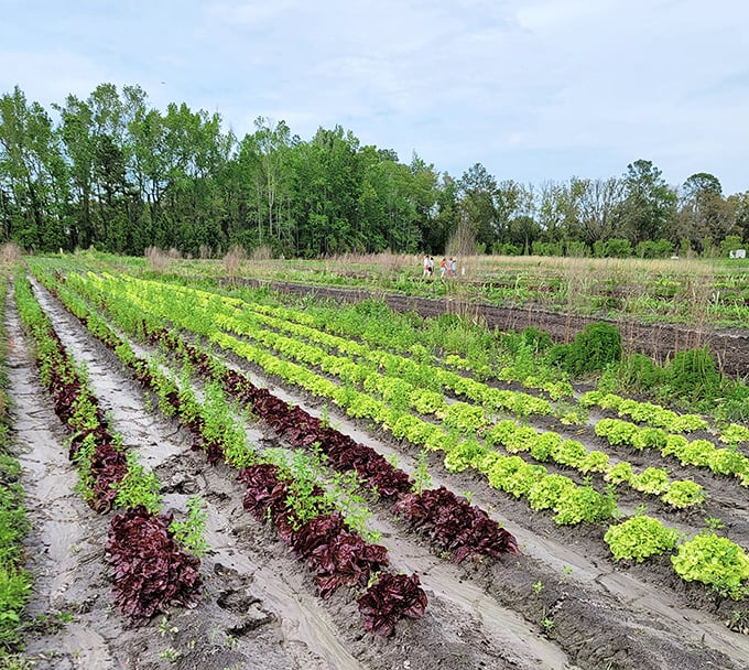 Rows of vibrant lettuce stand at attention like an edible army, ready to march straight from soil to salad bowl.