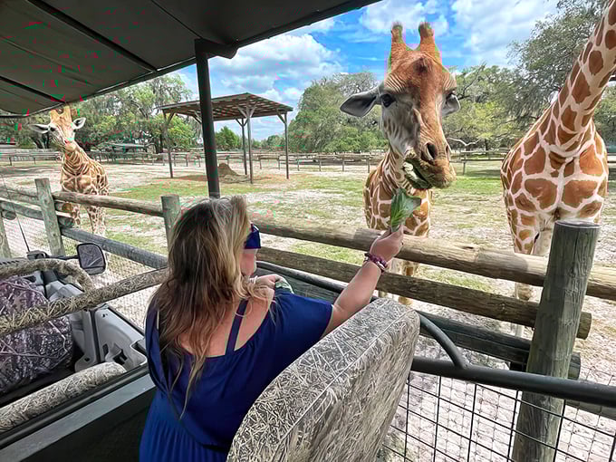 Eye-to-eye with nature's skyscrapers: A magical moment as a visitor offers leafy treats to an eager giraffe at Dade City's hidden safari gem.