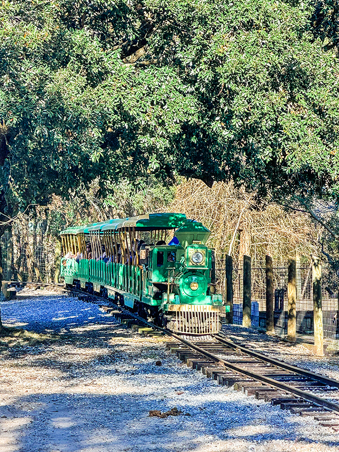 The emerald chariot awaits! Gulf Breeze Zoo's train chugs through natural habitats, delivering wild encounters without the passport hassle.