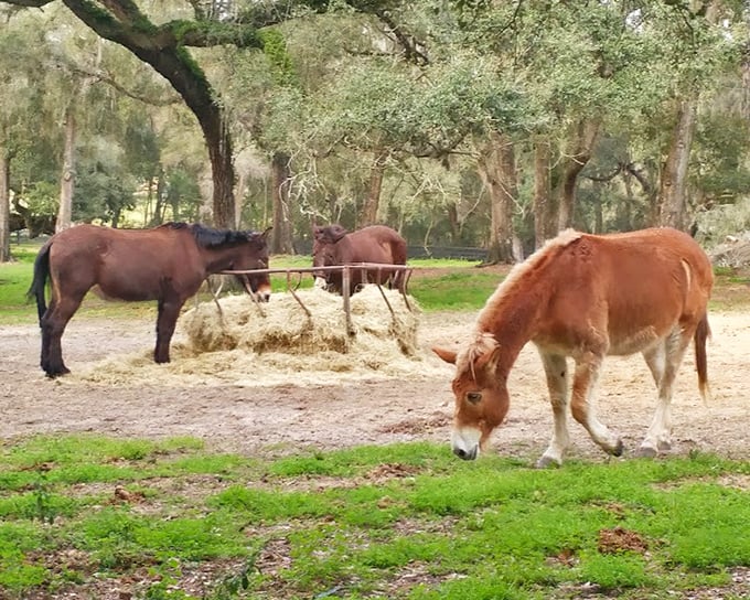 Lunchtime at Gypsy Gold: Where horses gather around hay bales like teenagers at a mall food court, but with better manners.