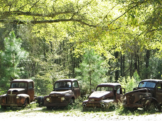 These vintage Ford trucks lined up like soldiers at attention create a scene that's both haunting and oddly beautiful in the dappled Florida sunlight.