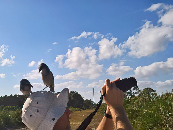 A wild Florida Scrub Jay perches confidently on a visitor's hat, turning bird watching into bird meeting at this unique sanctuary.