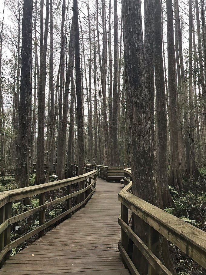 Highlands Hammock's boardwalk cuts through cypress sentinels that have witnessed centuries pass, their weathered trunks telling silent stories of Florida's wild history.