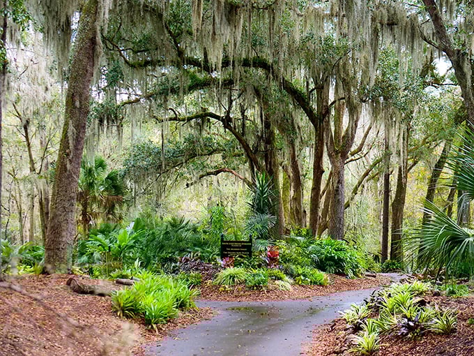 Welcome to nature's masterclass &ndash; where Spanish moss drapes from ancient oaks like elegant curtains in this botanical wonderland.