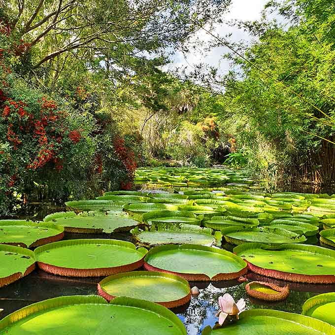 Giant lily pads create nature's floating dinner plates at Kanapaha Botanical Gardens, where botanical wonders reach supersized proportions.