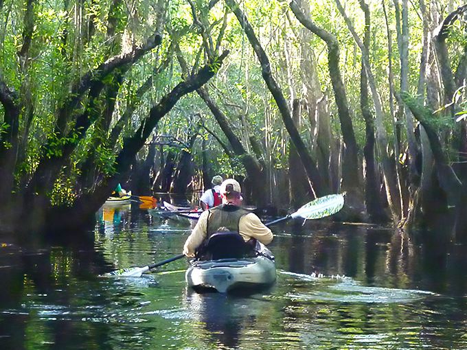 Paddlers glide through nature's cathedral as cypress trees create a mystical tunnel effect in Tate's Hell State Forest's waterways.