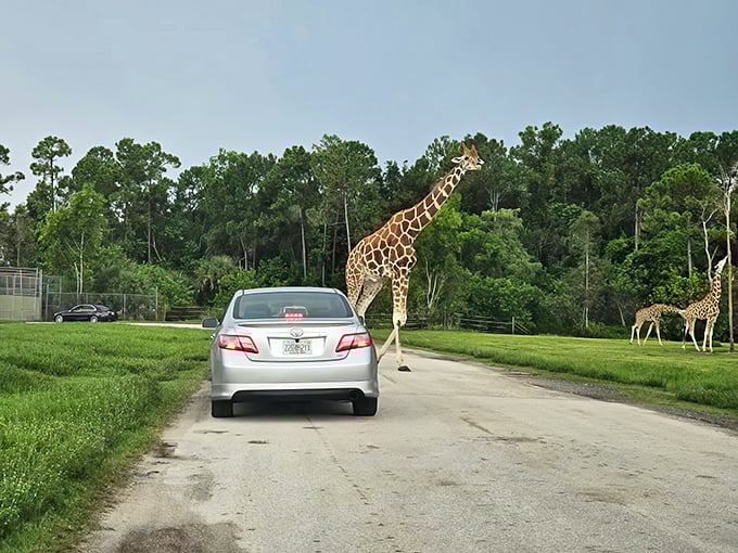 Traffic jam, safari style! When a giraffe decides to cross the road, you'll happily wait your turn in this wild commute.