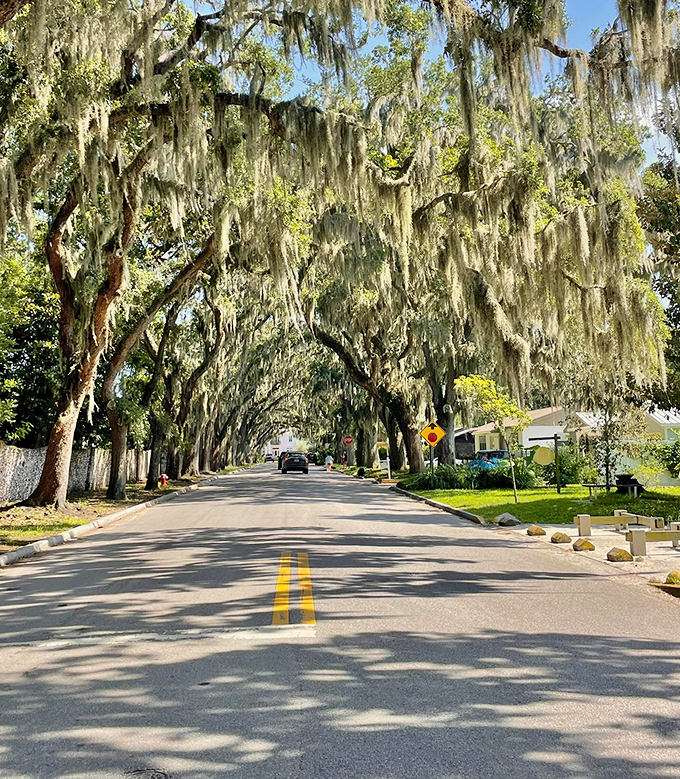 Magnolia Avenue: Where sunlight plays hide-and-seek through Spanish moss, creating nature's most spectacular light show in St. Augustine.