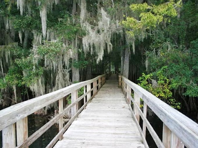 A wooden boardwalk stretches into the mystical cypress forest, Spanish moss hanging like nature's own decorations. Pure Florida magic awaits.