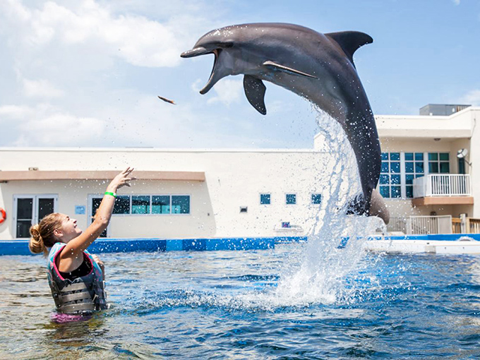 A graceful bottlenose dolphin soars through the air at Marineland, defying gravity with a playful leap that seems to freeze time itself.