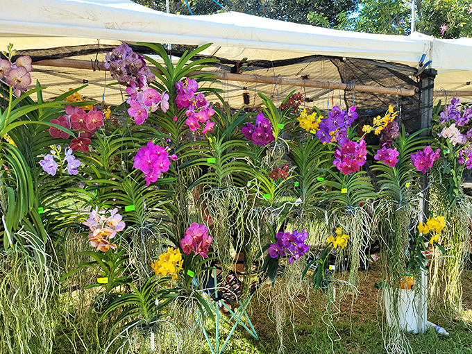 A vibrant explosion of orchids greets visitors at Mounts Botanical Garden, nature's way of saying "eat your heart out, paint swatches!"