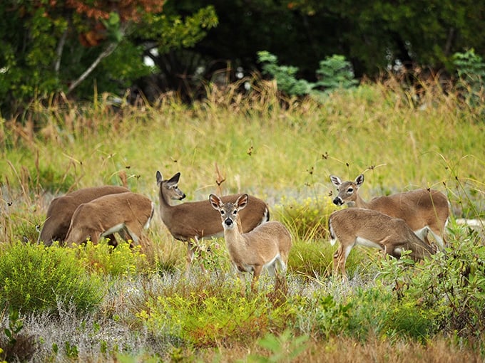A family of Key deer grazing peacefully in golden afternoon light &ndash; nature's own welcoming committee with the cutest security detail ever.