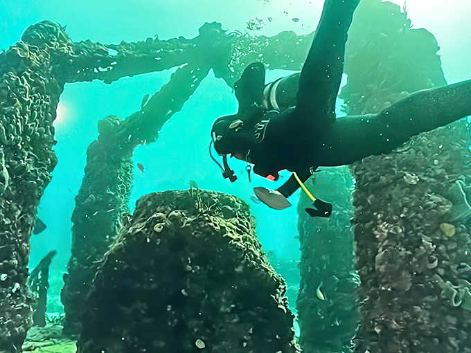 A diver glides through the underwater city of Neptune, where columns rise like ancient ruins hosting a vibrant marine community.