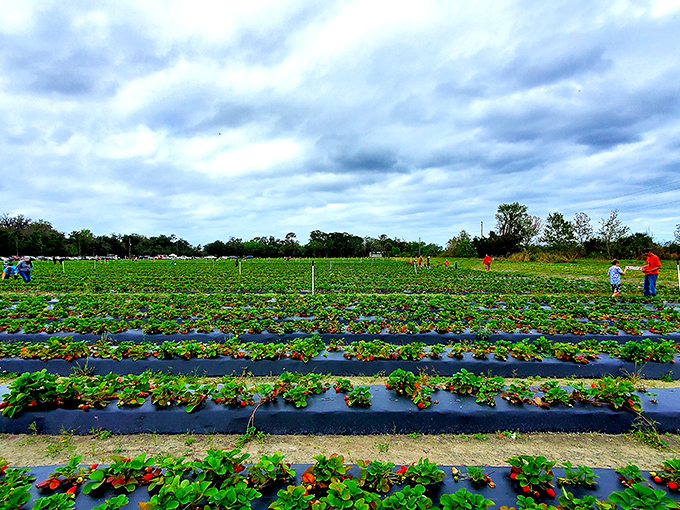 Rows of promise stretch toward the horizon at Pappy's Patch, where strawberry plants thrive under the watchful Florida sky.