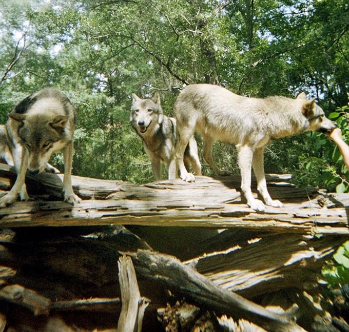 Majestic gray wolves survey their territory from atop weathered logs, their keen eyes missing nothing in their woodland domain.