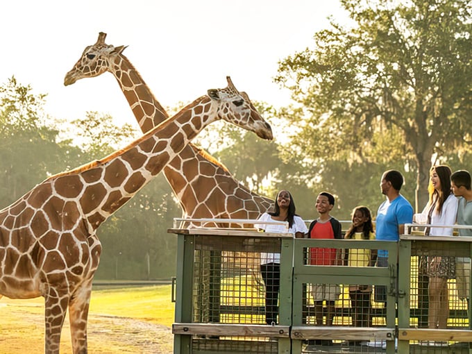 Sunset magic at Busch Gardens' Serengeti Safari, where giraffes approach visitors with curious eyes and gentle demeanors against the golden Florida light.