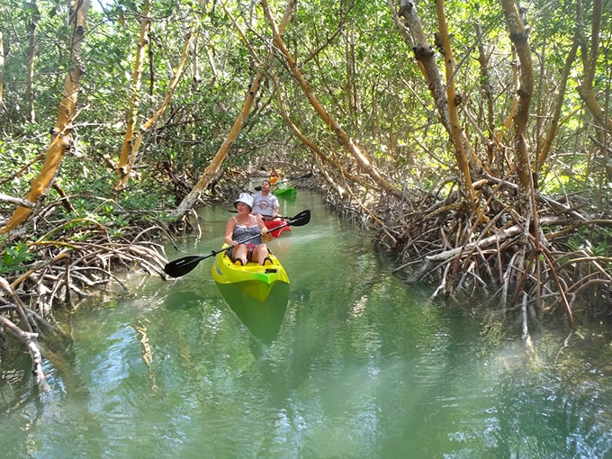 Nature's secret passage: Kayakers glide through emerald mangrove tunnels, where sunlight plays hide-and-seek through the leafy canopy.