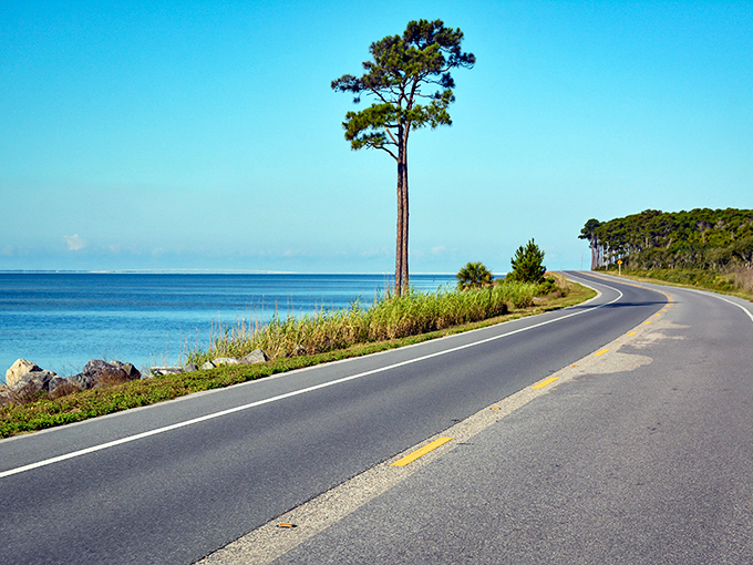 Florida's coastal highway winds alongside crystal waters, with a solitary pine standing sentinel &ndash; nature's perfect welcome committee to Sopchoppy's shores.