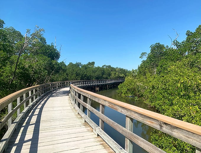 Wooden boardwalks wind through emerald mangroves like nature's welcome mat, inviting explorers of all abilities into Florida's wild embrace.