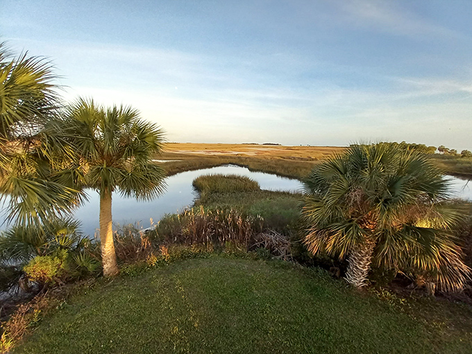 Sunset paints the St. Marks marshes golden, where palm sentinels stand guard over nature's watercolor masterpiece.