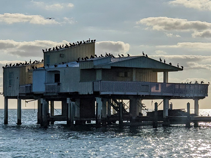 Weathered by time and tide, this Stiltsville home stands defiantly against the elements, its roof serving as a gathering spot for local seabirds.