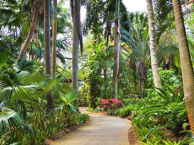 A verdant tunnel of towering palms creates nature's perfect corridor, inviting visitors to explore what lies beyond the bend.