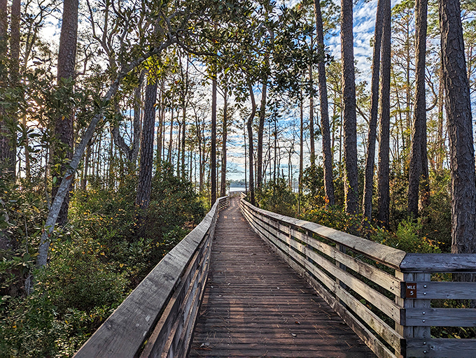 A wooden boardwalk winds through towering pines, inviting visitors to discover the wild wonders of Tarkiln Bayou Preserve State Park.