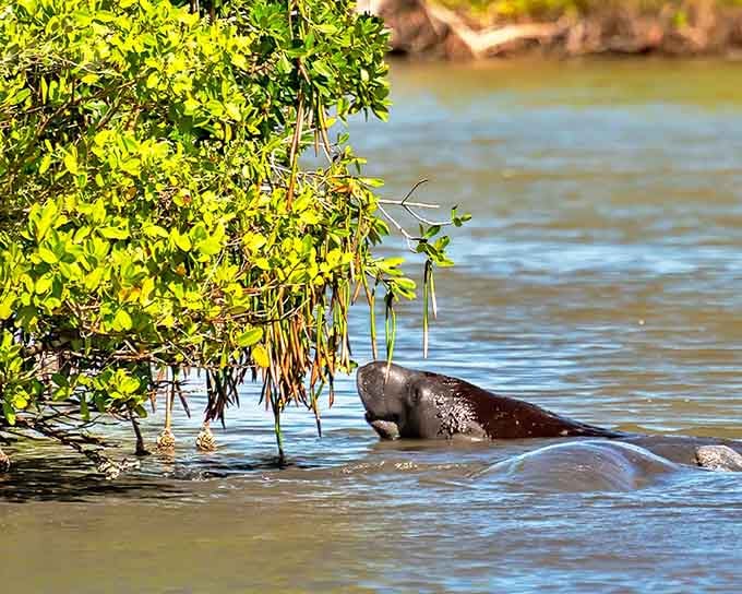 A manatee surfaces near the mangroves, proving that Florida's gentle giants know how to pick the perfect vacation spot.