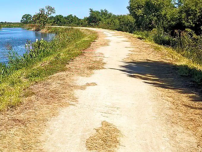 The Lake Apopka Loop Trail stretches ahead like nature's red carpet, inviting you into a world where the only traffic jams involve turtles crossing.