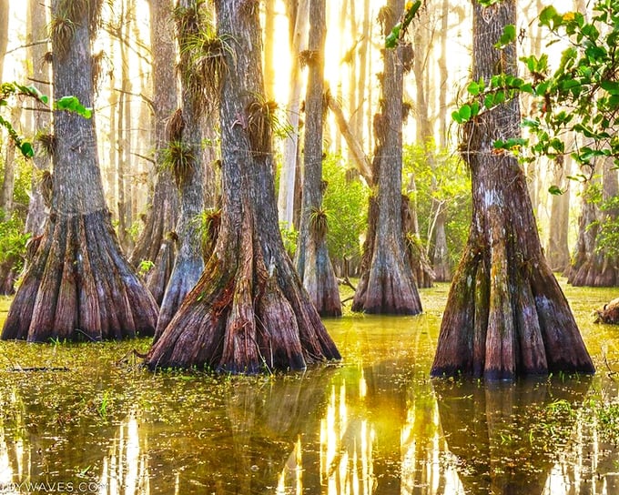 Ancient cypress sentinels stand guard in golden light, their knobby knees creating nature's most magical forest.
