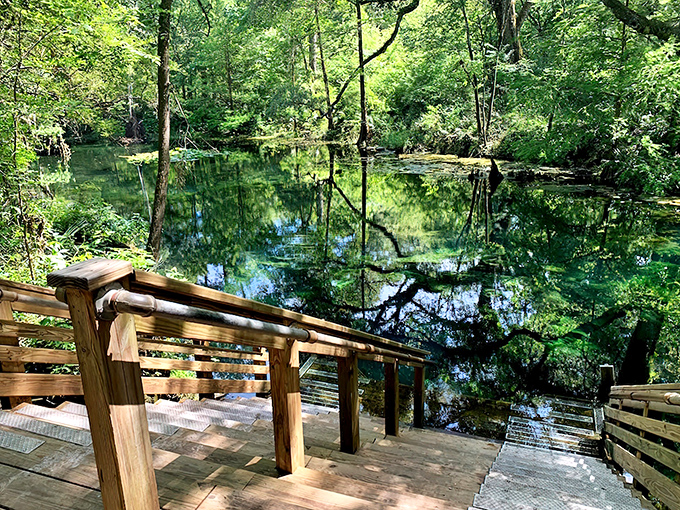 Wooden steps descend to a mirror-like pool at Wes Skiles Peacock Springs, where the forest seems to dive right in alongside visitors.