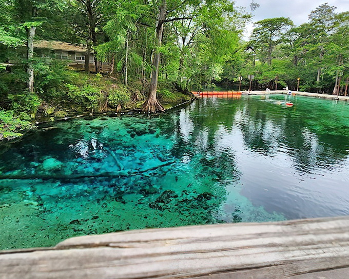 Fanning Springs State Park: Nature's own infinity pool where emerald waters meet ancient cypress trees, creating Florida's version of paradise.