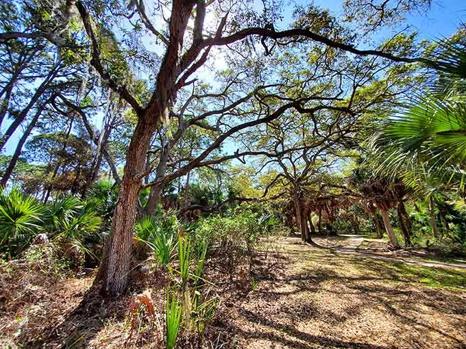 Ancient oaks and palmettos create a natural cathedral where sunlight filters through like nature's own stained glass windows.