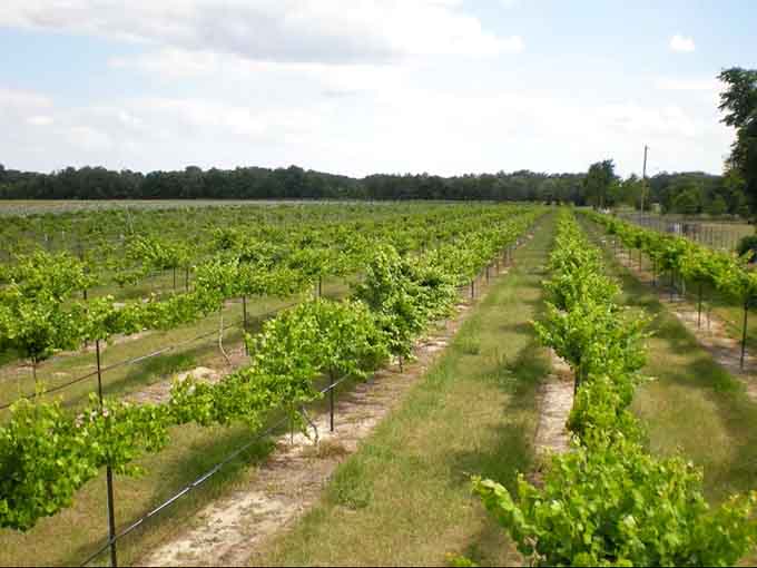 The entrance to Strong Tower Vineyard & Winery beckons like a portal to Florida's own wine country escape.